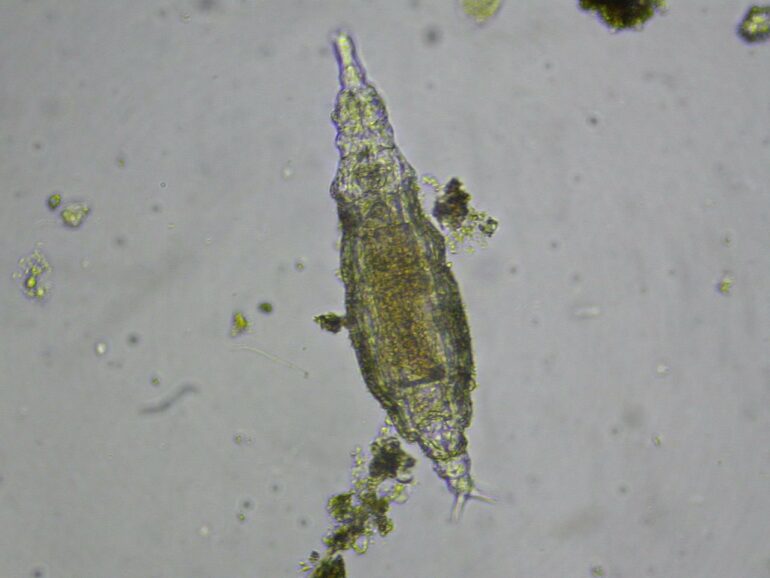 This Bizarre 24,000-Year-Old Siberian Organism Was Just Revived by ...