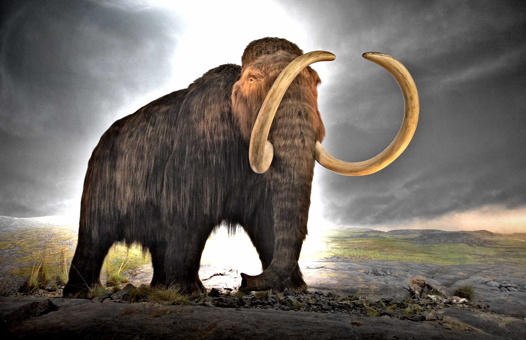 Texas Company Colossal to Battle Extinction with Breakthrough Genetic ...