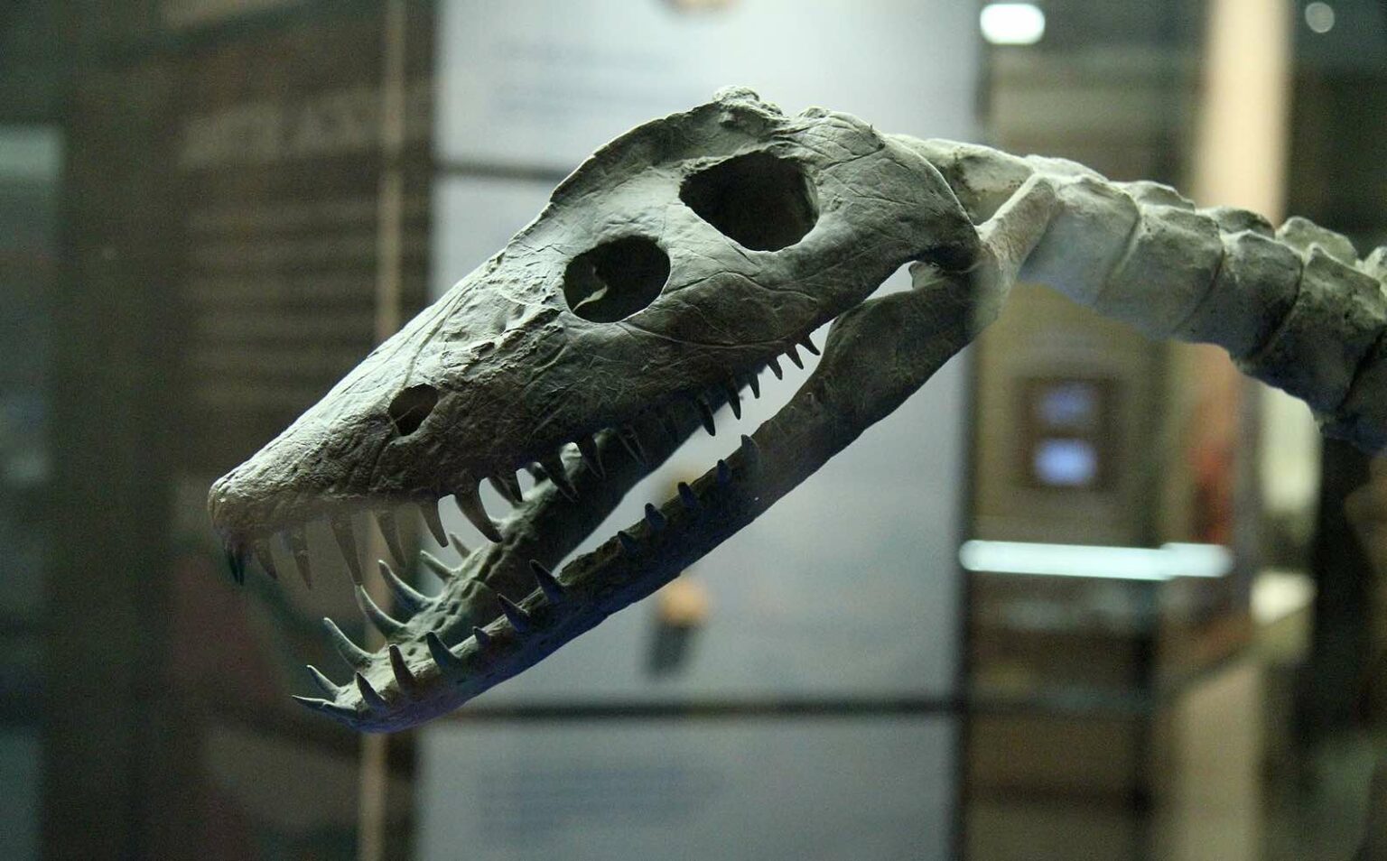 Evidence of an Ancient Sea Monster Just Turned Up in an Unlikely Place ...