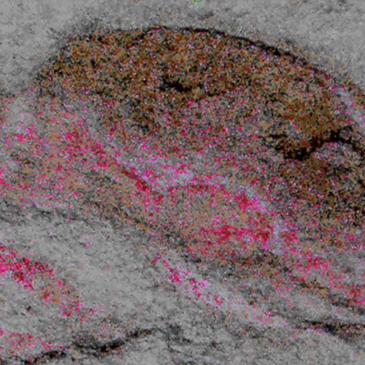 Science Textbooks May Be Wrong? Fossil Mystery Has Scientists ...