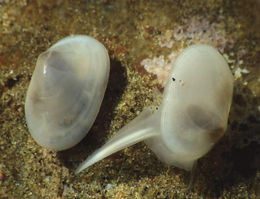 A “Living Fossil” Has Been Discovered Alive in California's Coastal ...